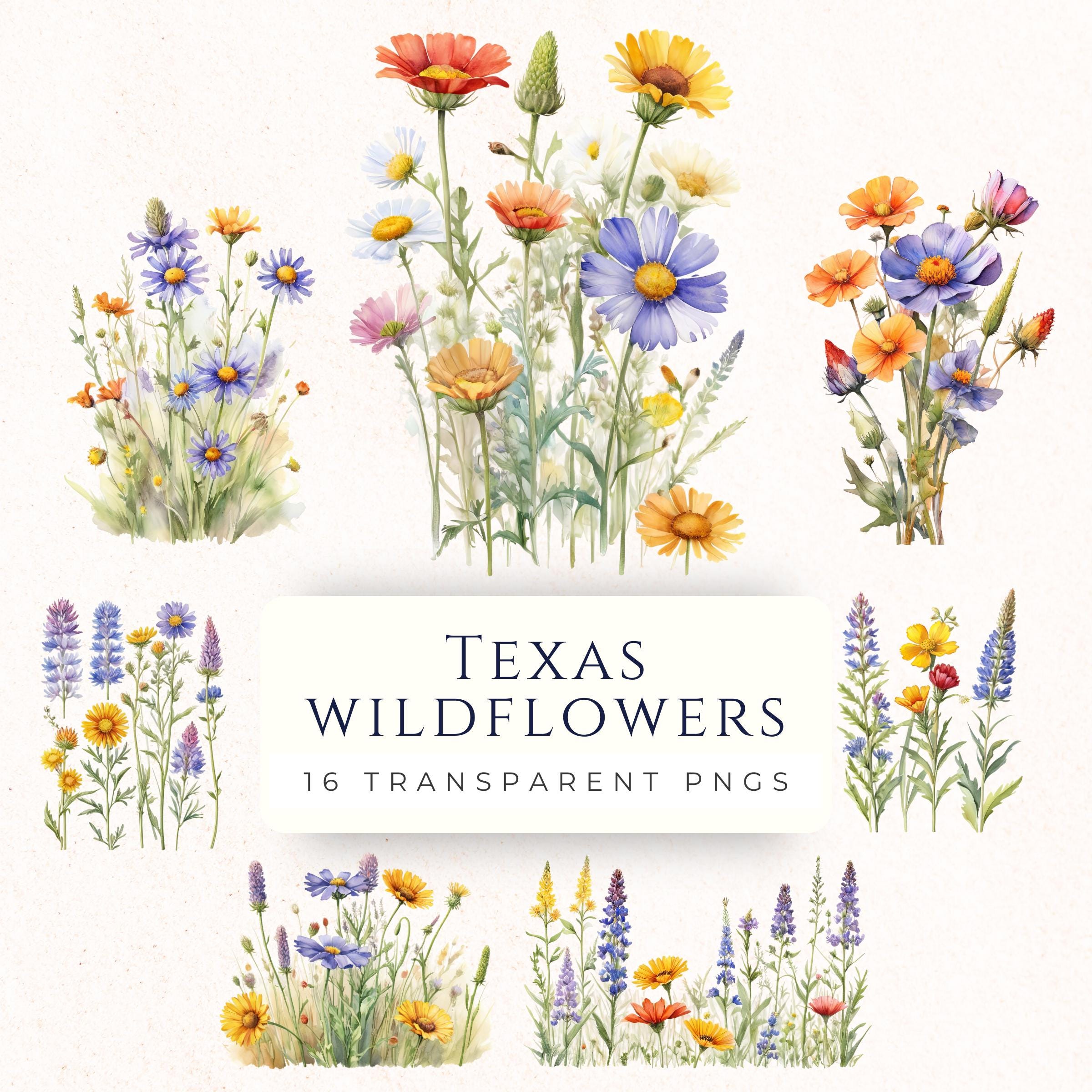 Texas Wildflower Clipart Set, Instant Download PNG Files, Wildflower ...