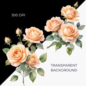 Peach Fuzz Roses Clipart, Flower Border Digital Download, Scrapbooking ...