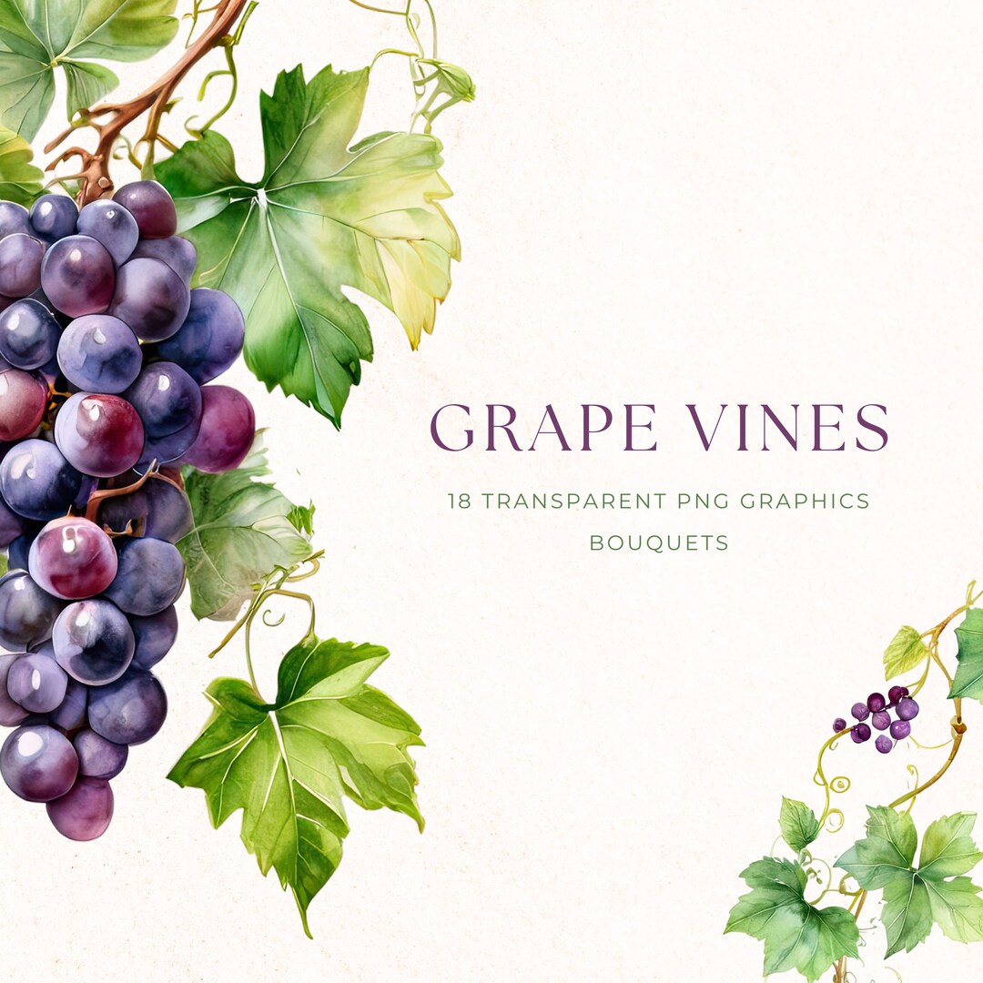 Wine Grapes Watercolor Clip Art, Fruit PNG, Grape Vine Clipart, Food ...