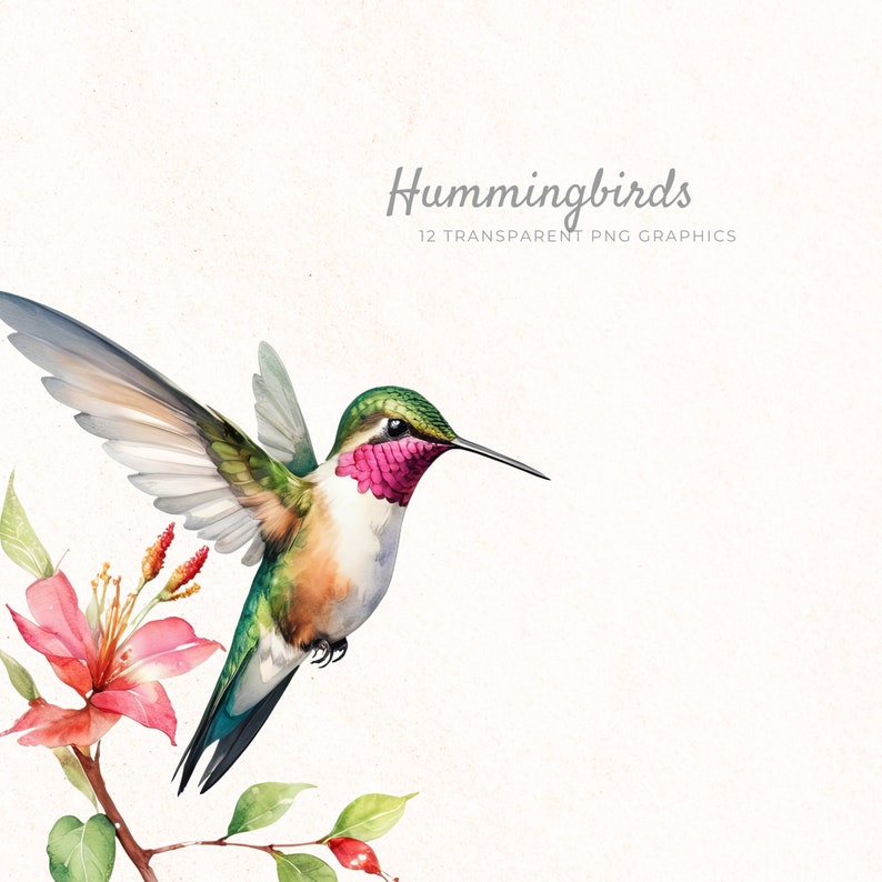 Hummingbird Clipart Digital Download, Watercolor Bird Clip Art ...
