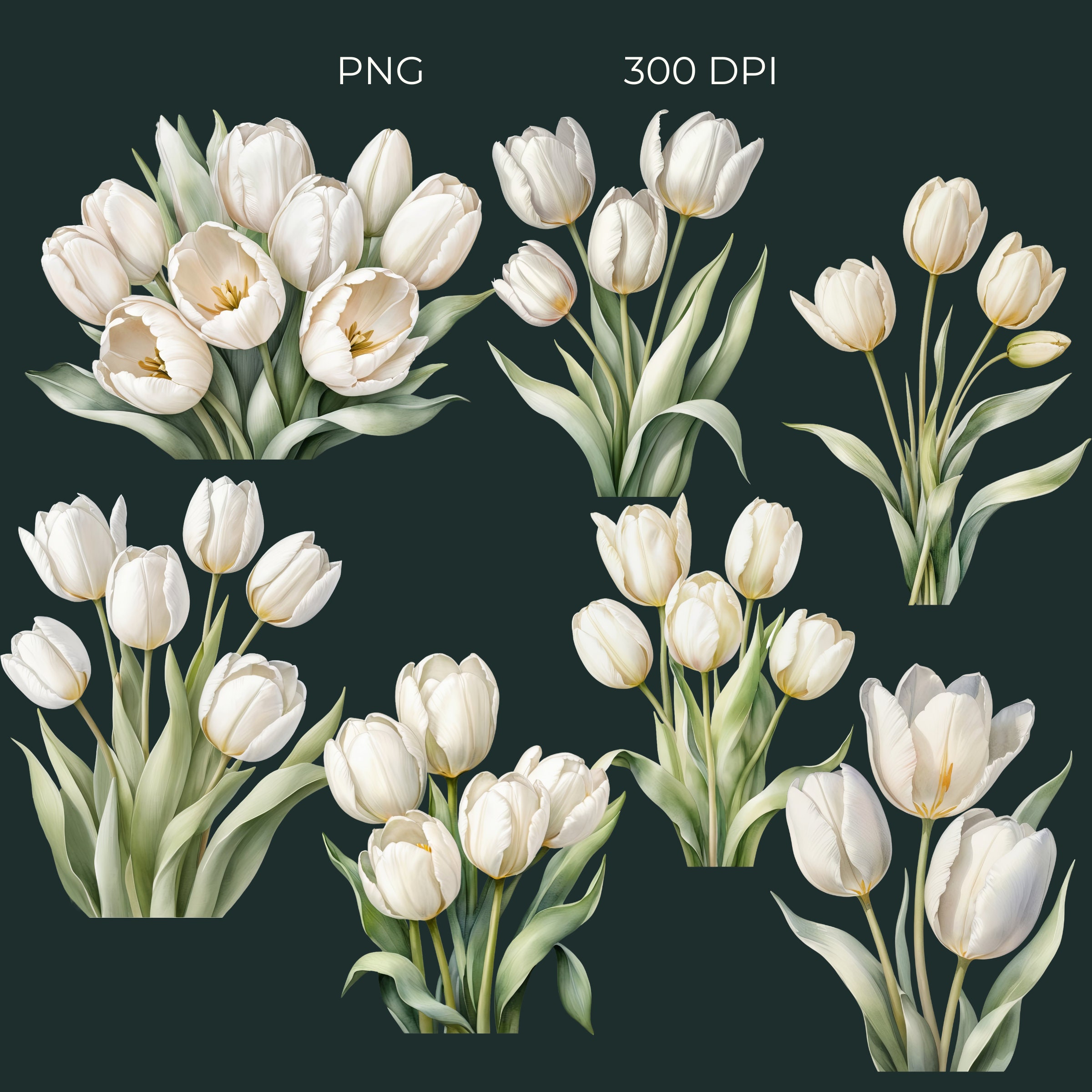 Watercolor Tulip Clipart, White Tulips Floral Design, Spring Flower ...