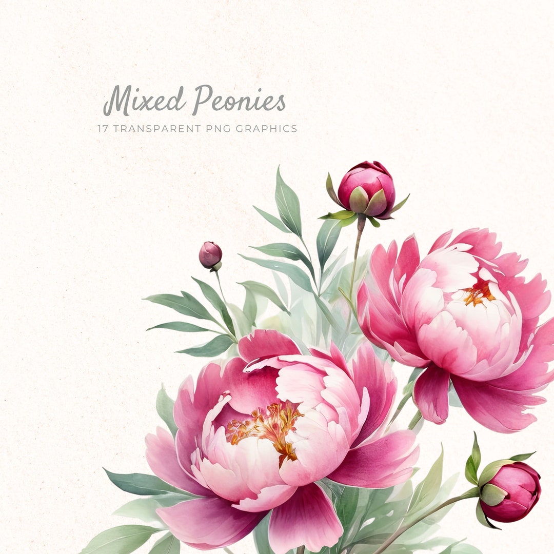 Watercolor Peony Flower Clipart PNG, Wedding Scrapbook Images, Digital ...
