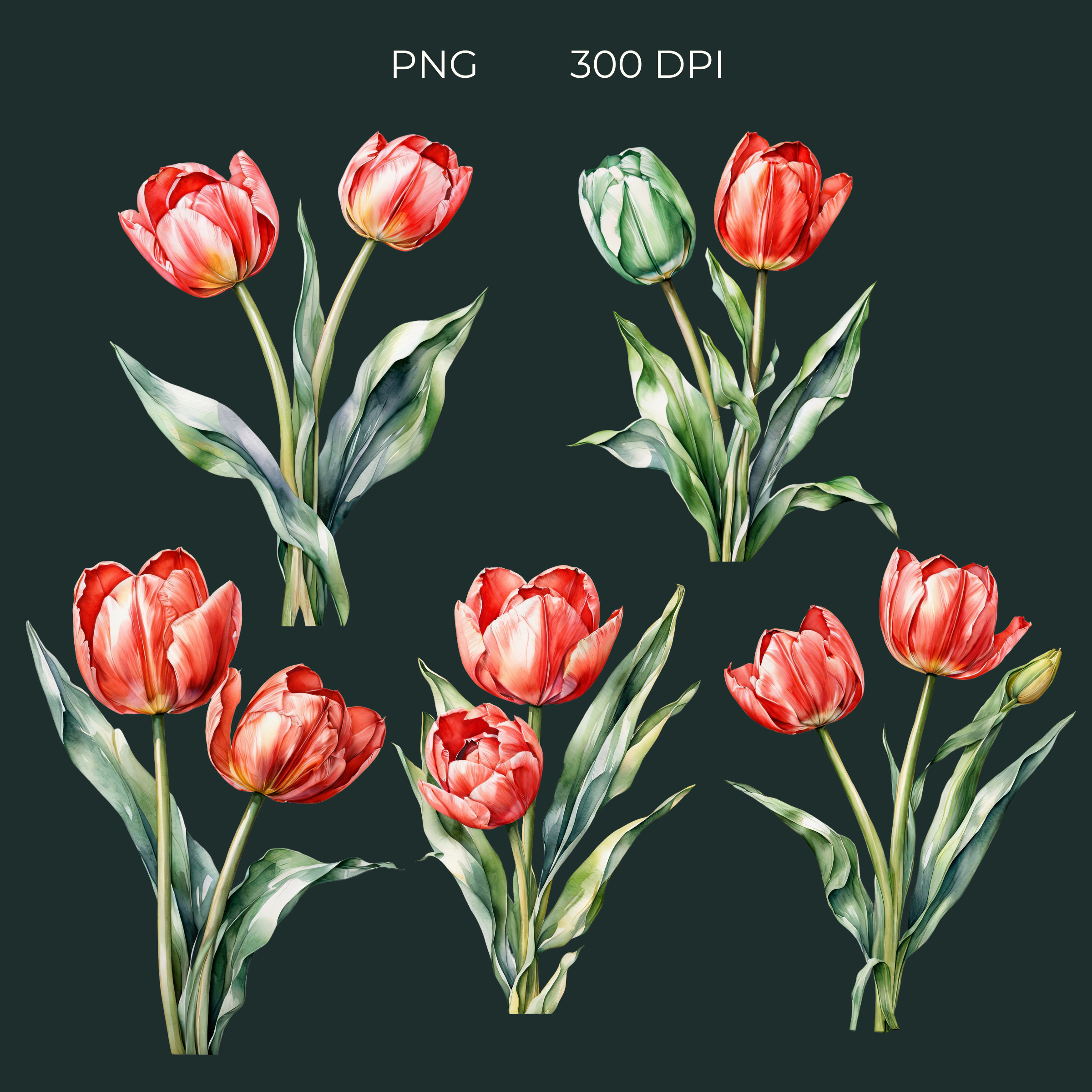Spring Tulips Clipart, Watercolor Floral Design, Red Flower Clip Art ...
