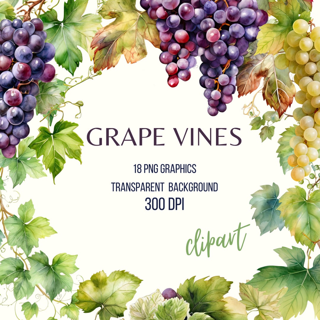 Wine Grapes Watercolor Clip Art, Fruit PNG, Grape Vine Clipart, Food ...