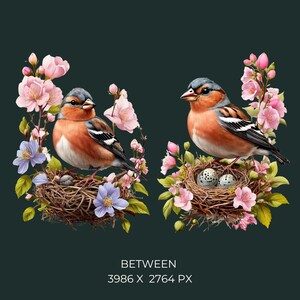 Spring Birds Nest Clipart, Sparrows and Tit Clip Art, Bird Lovers ...