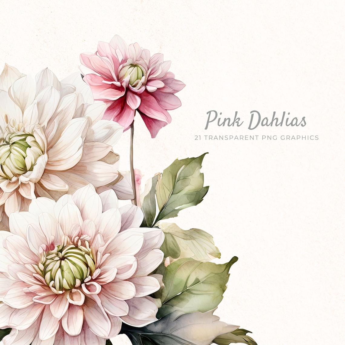 Pink Dahlia Flower Clip Art, Soft Pink Dahlias, Light Floral PNG ...