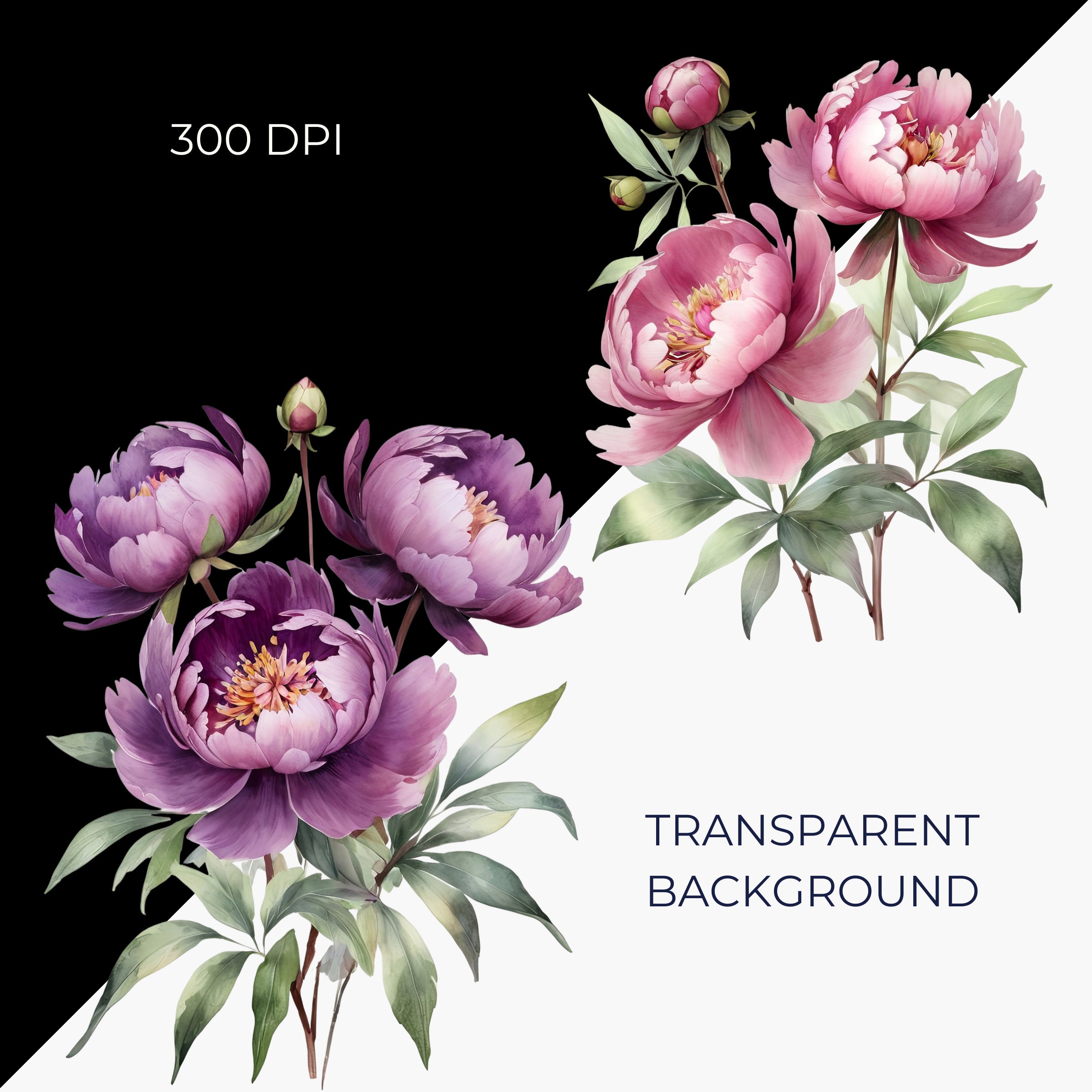 Watercolor Peony Flower Clipart PNG, Wedding Scrapbook Images, Digital ...