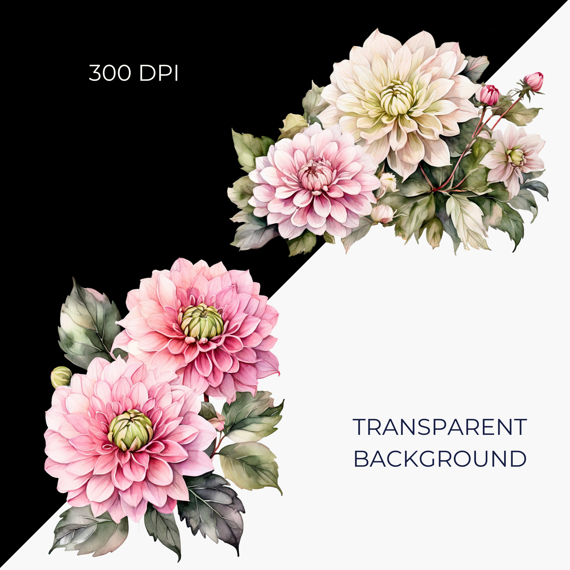 Pink Dahlia Flower Clip Art, Soft Pink Dahlias, Light Floral PNG ...
