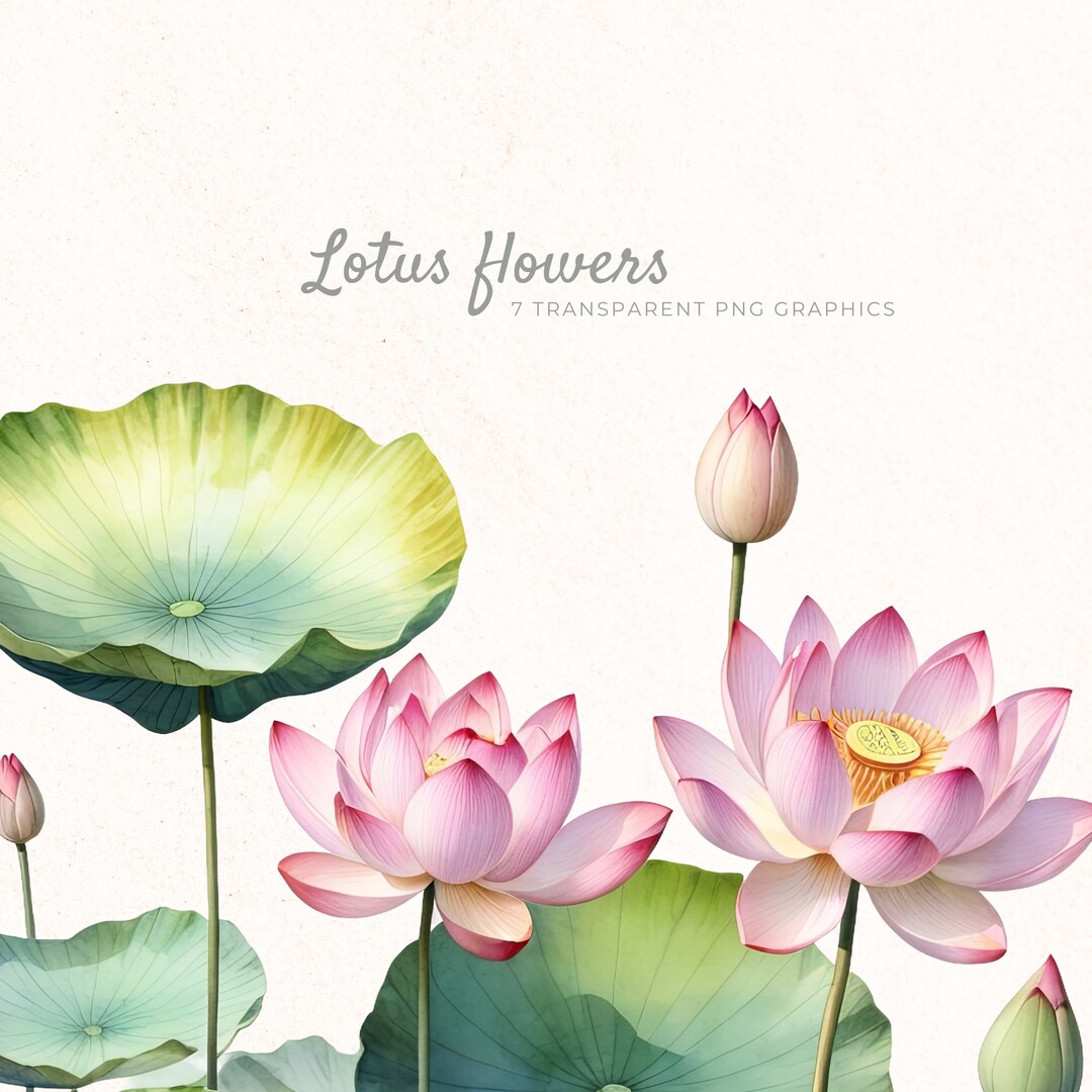 Pink Lotus Flower Clipart Set, Watercolor PNG Images, Scrapbooking ...