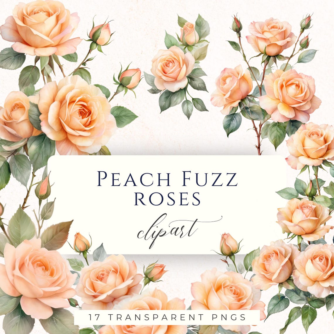 Peach Rose Flower Border Clipart PNG, Watercolor Floral Graphics for ...