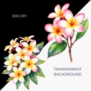 Plumeria Frangipani Flower Clipart, Tropical Flowers Graphic Set ...