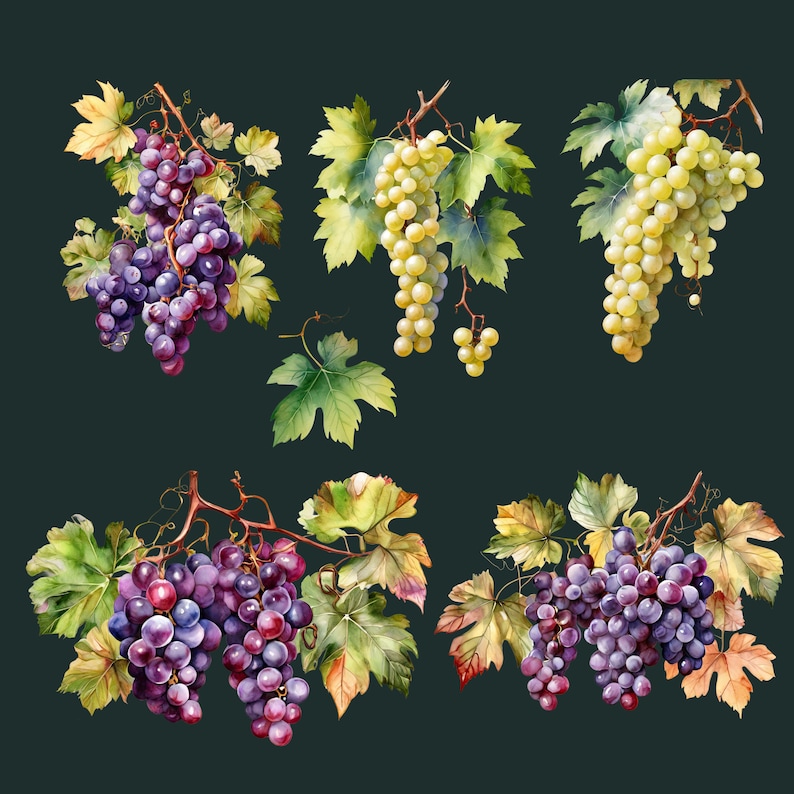 Wine Grapes Watercolor Clip Art, Fruit PNG, Grape Vine Clipart, Food ...