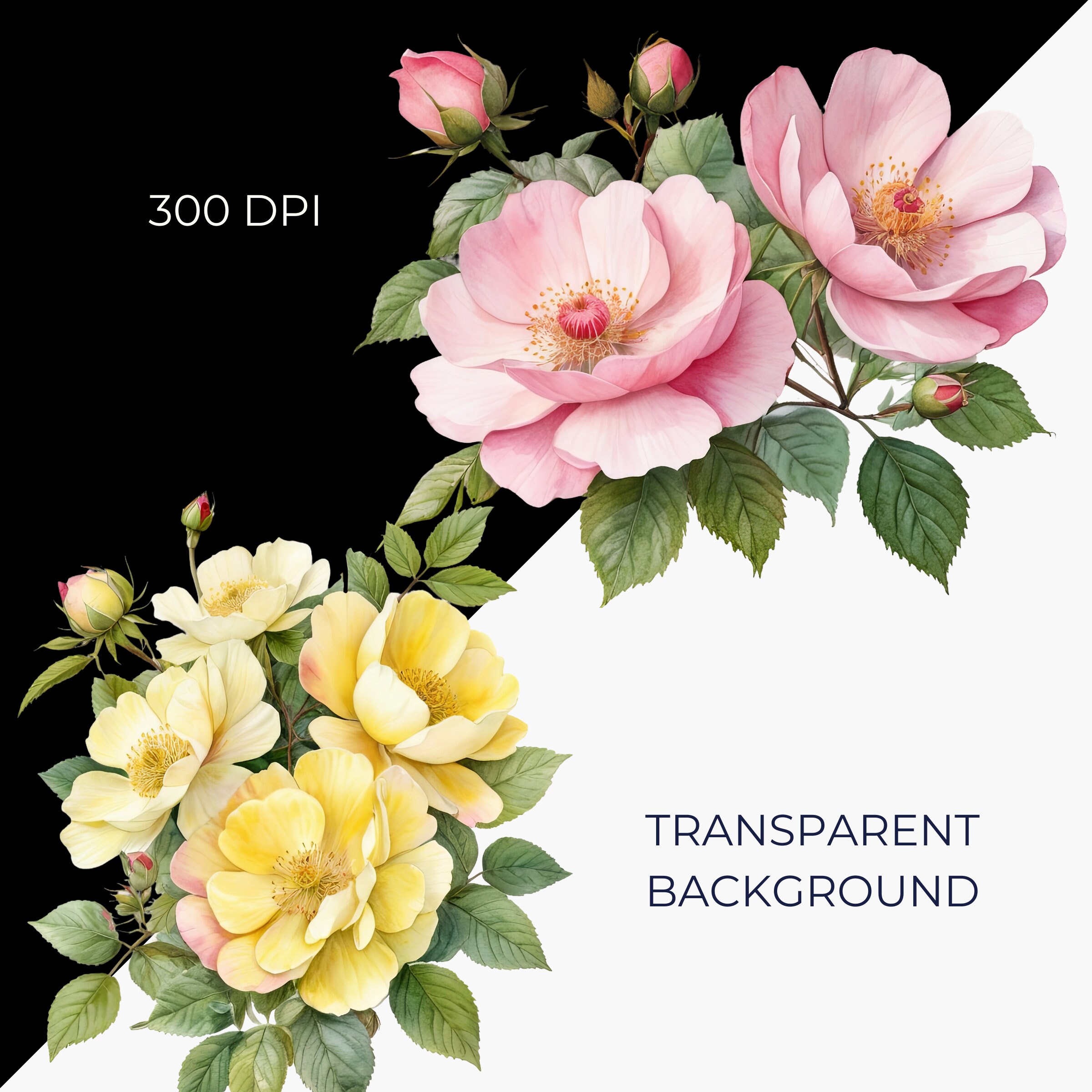 Beautiful Wild Rose Clipart, Watercolor Roses Clip Art, Floral PNG ...