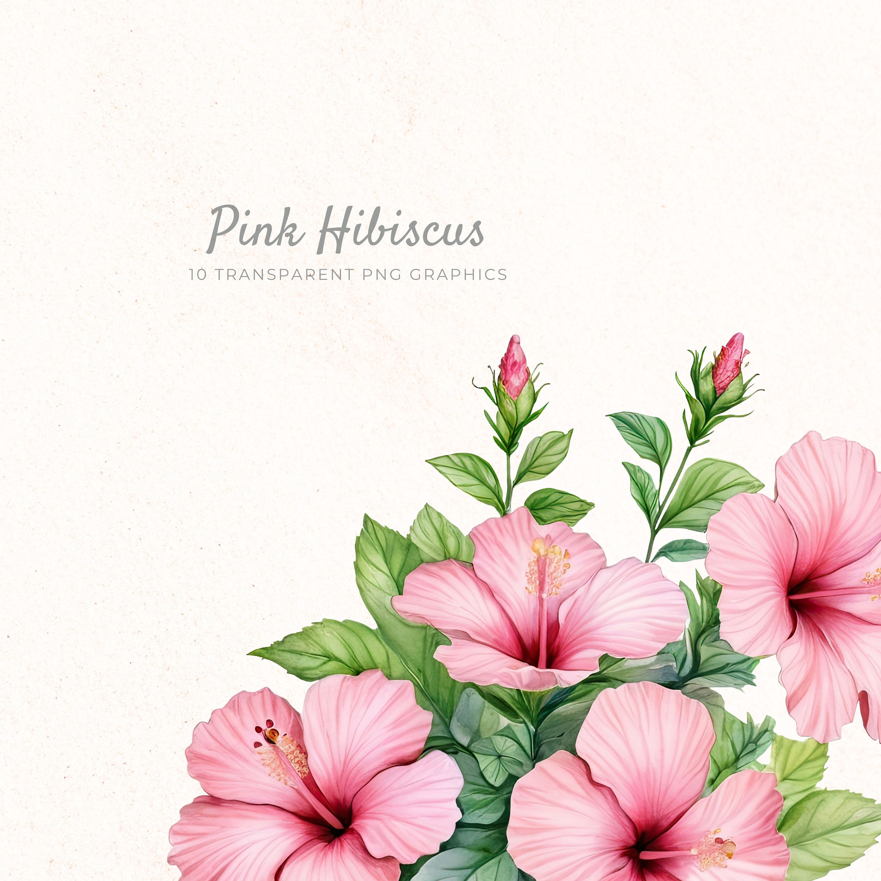 Watercolor Pink Hibiscus Graphics, Tropical Floral Clipart Set, Instant ...