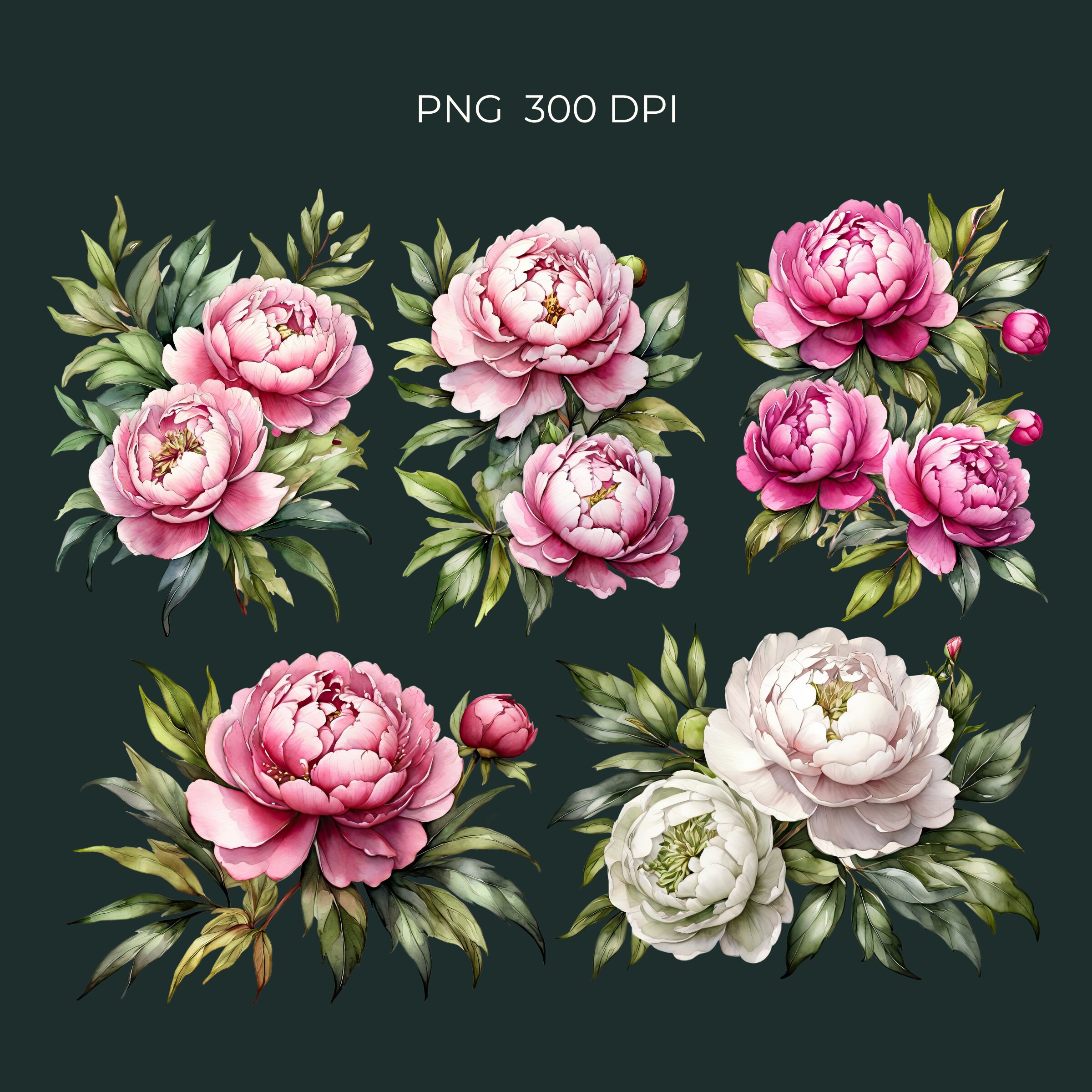 Watercolor Peony Clipart, Floral Clip Art, Instant Download Peonies ...