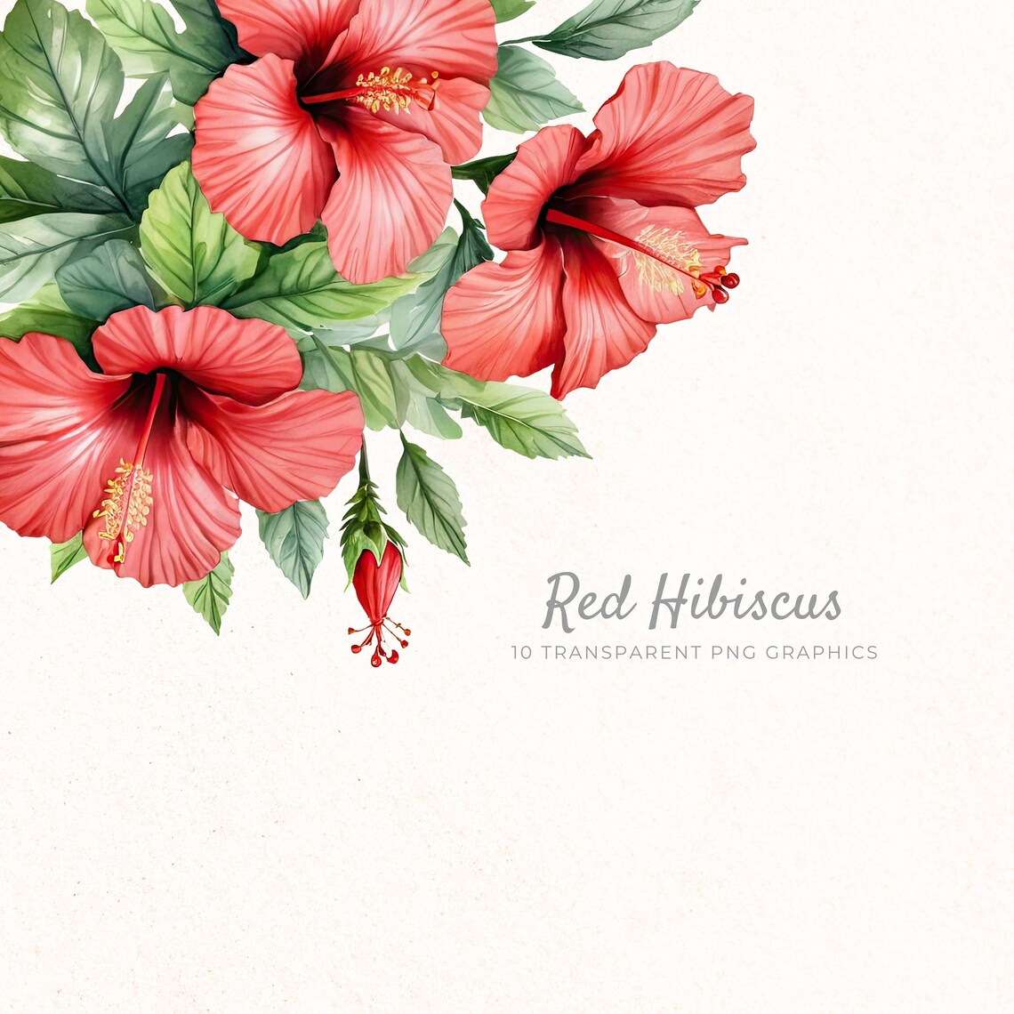 Red Hibiscus Clipart, Tropical Flower PNG, Watercolor Floral Graphics ...