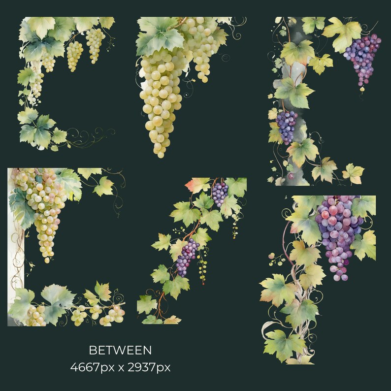 Watercolor Grapevine Clipart, Decorative PNG Graphics, Fruit Clip Art ...