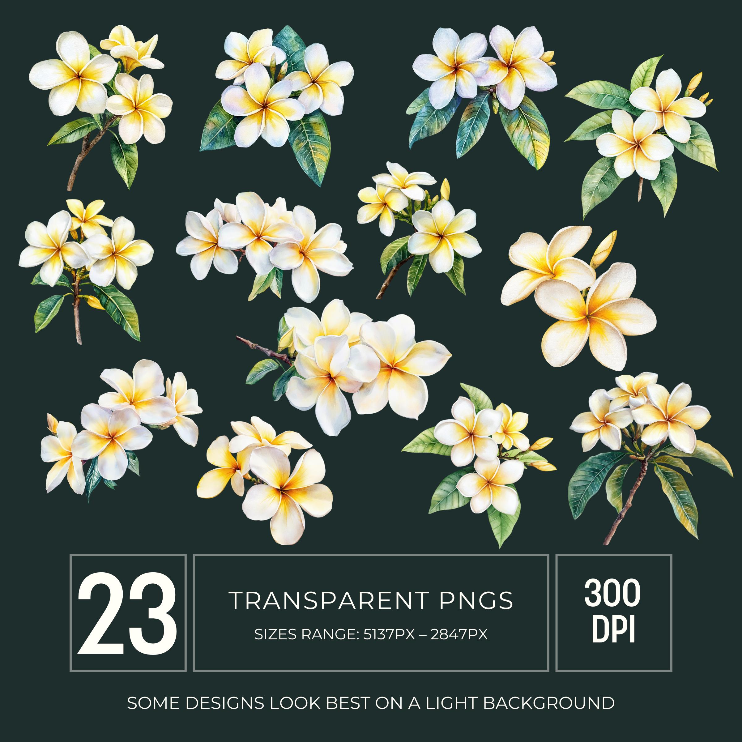 Frangipani Clipart, Tropical Flowers, Garden Clipart, Plumeria Flower ...