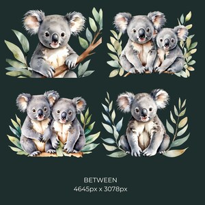 Watercolor Koala Clipart Instant Download PNG, Australian Animal ...