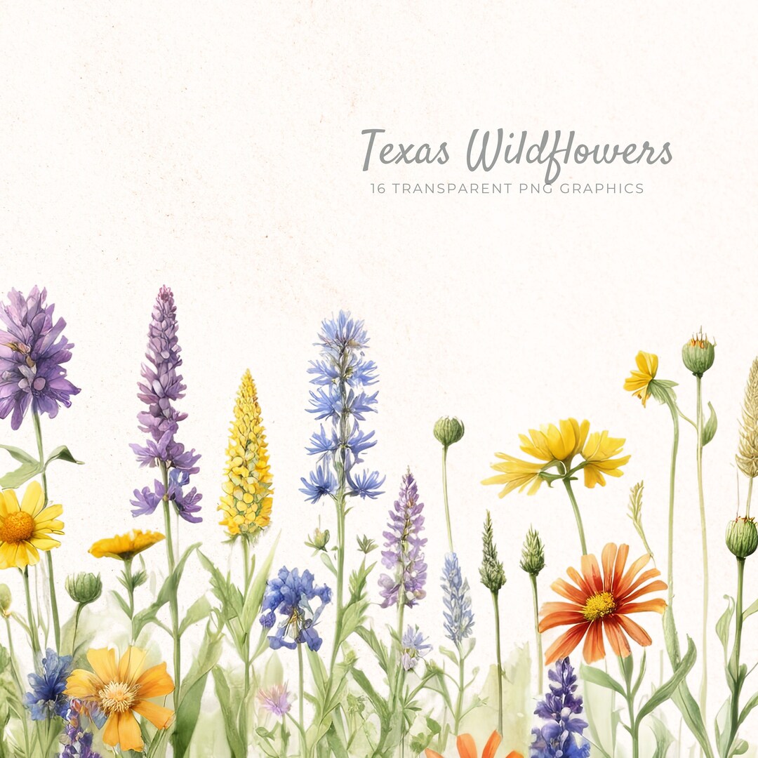 Texas Wildflower Clipart Set, Instant Download PNG Files, Wildflower ...
