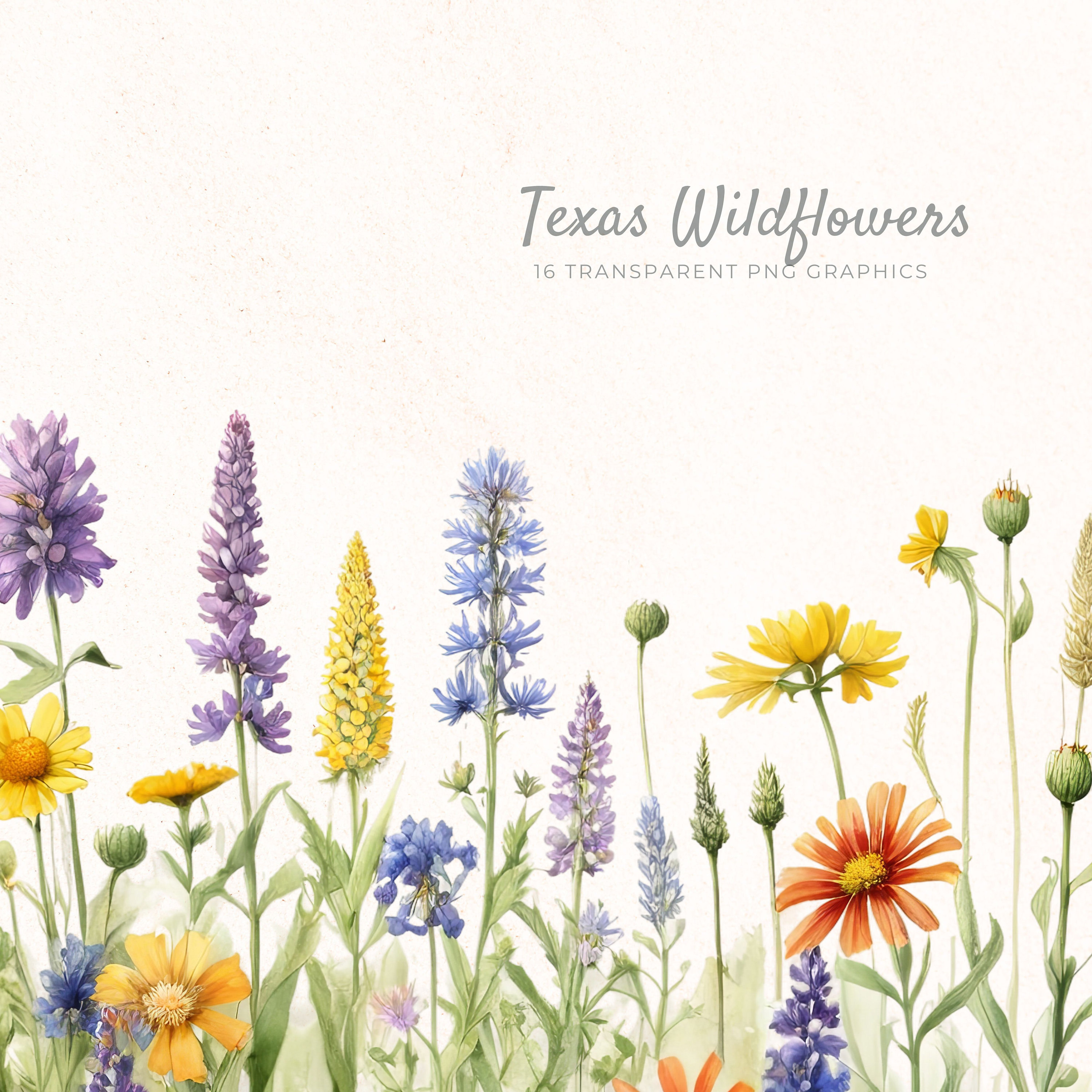 Texas Wildflower Clipart Set, Instant Download PNG Files, Wildflower ...