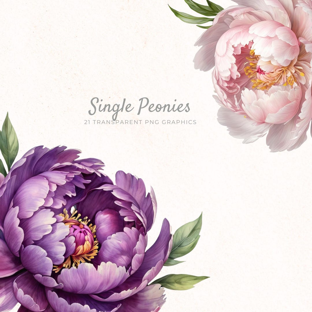 Watercolor Peonies Clipart Digital Download PNG, Floral Journal ...