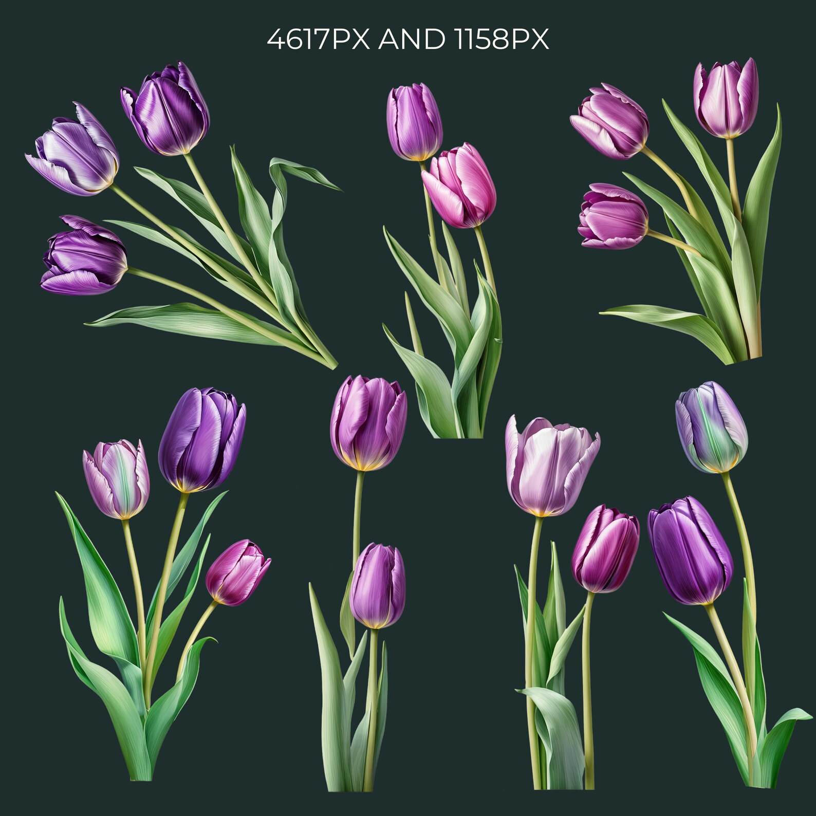 Purple Tulips Clipart, Watercolor Floral Design, Spring Flower Clip Art ...