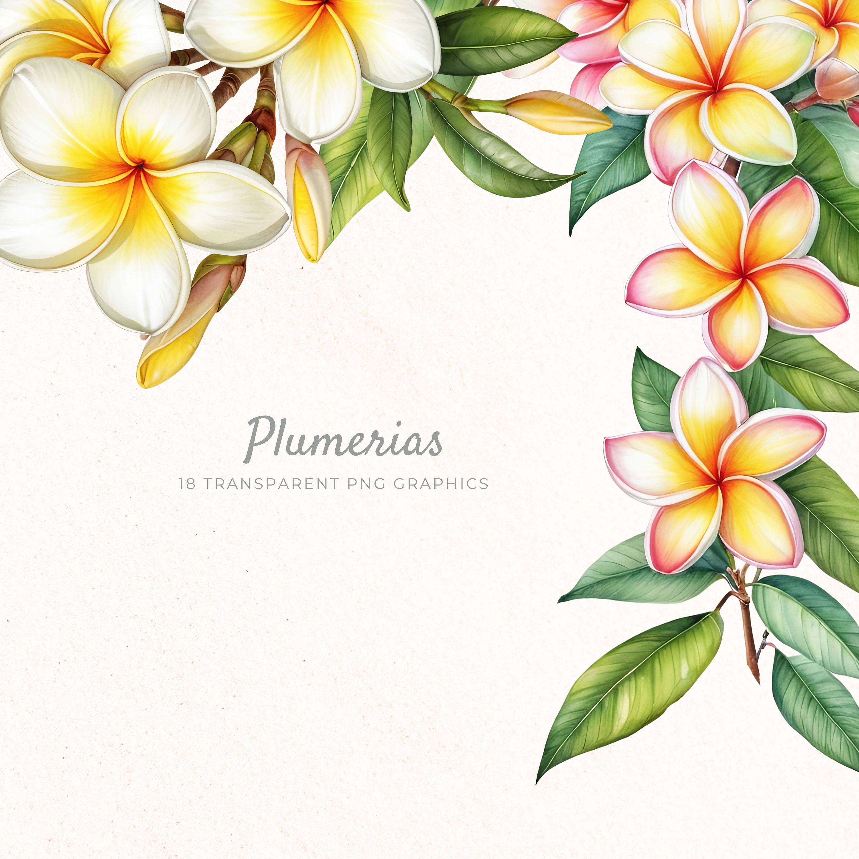 Tropical Plumeria Frangipani Clipart Pack, Hawaiian Flower Graphics ...