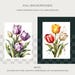 Mixed Tulips Clipart, Spring Flower Clip Art, Instant Download ...
