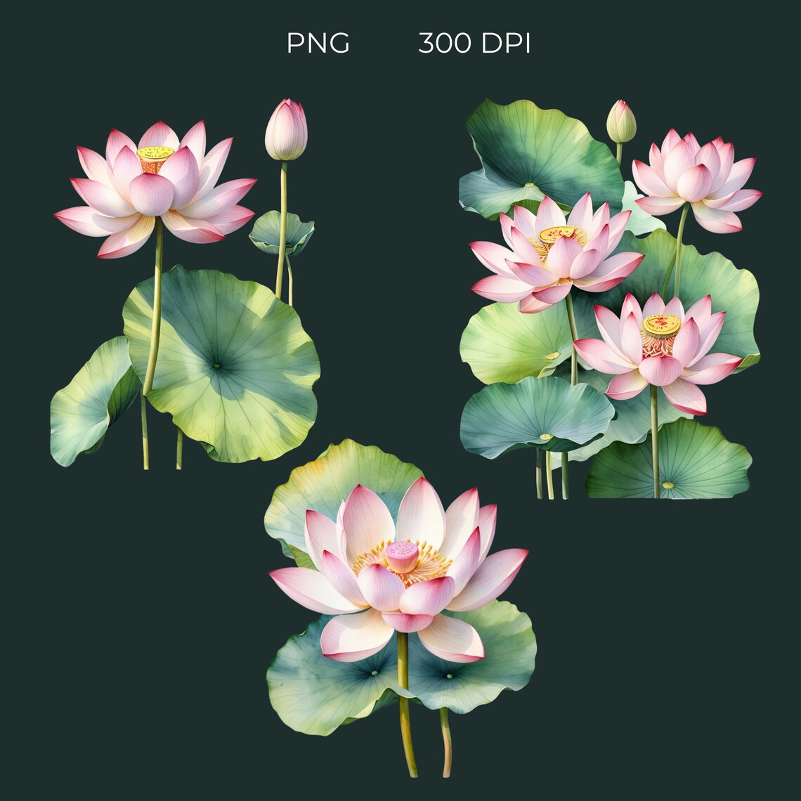 Pink Lotus Flower Clipart Set, Watercolor PNG Images, Scrapbooking ...
