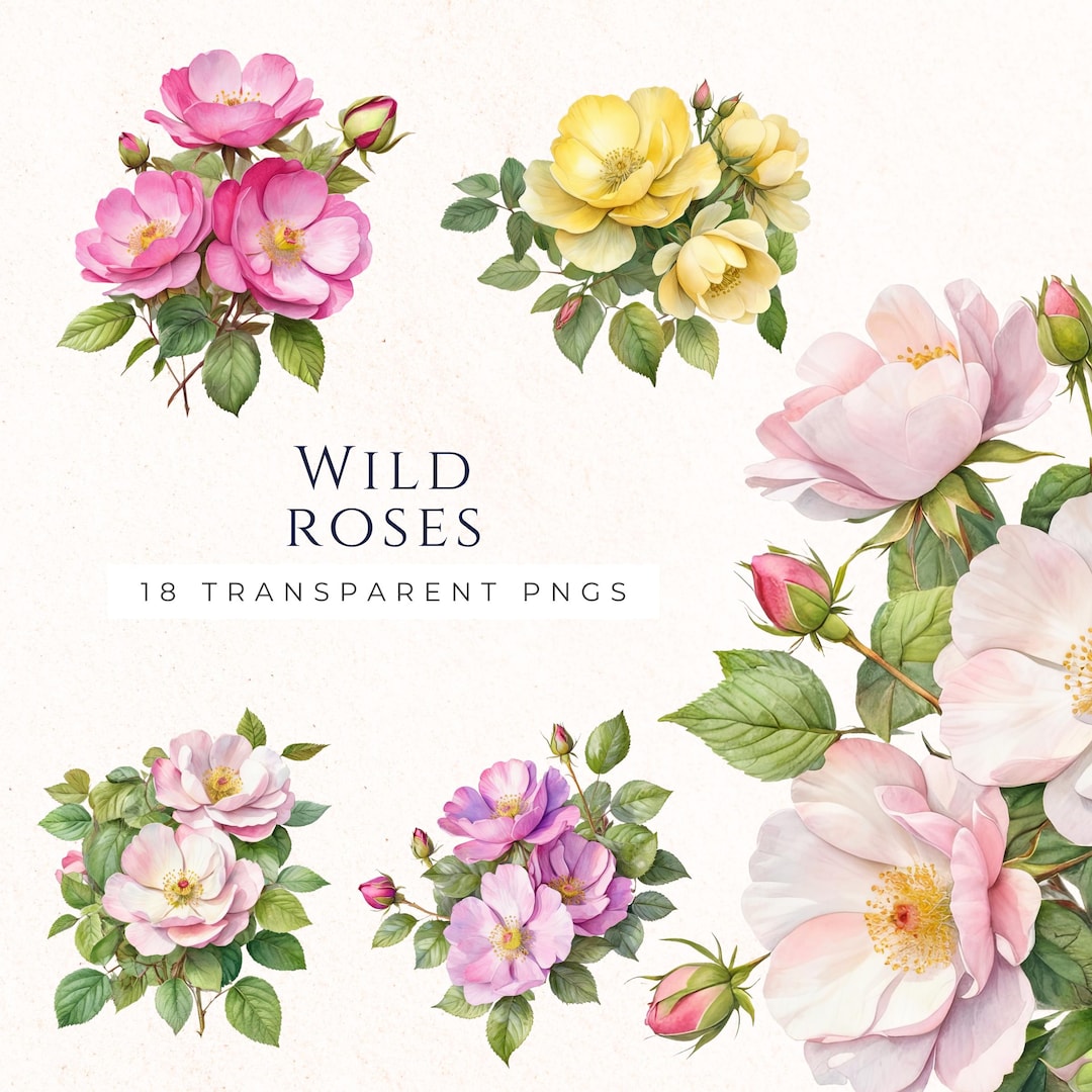 Beautiful Wild Rose Clipart, Watercolor Roses Clip Art, Floral PNG ...