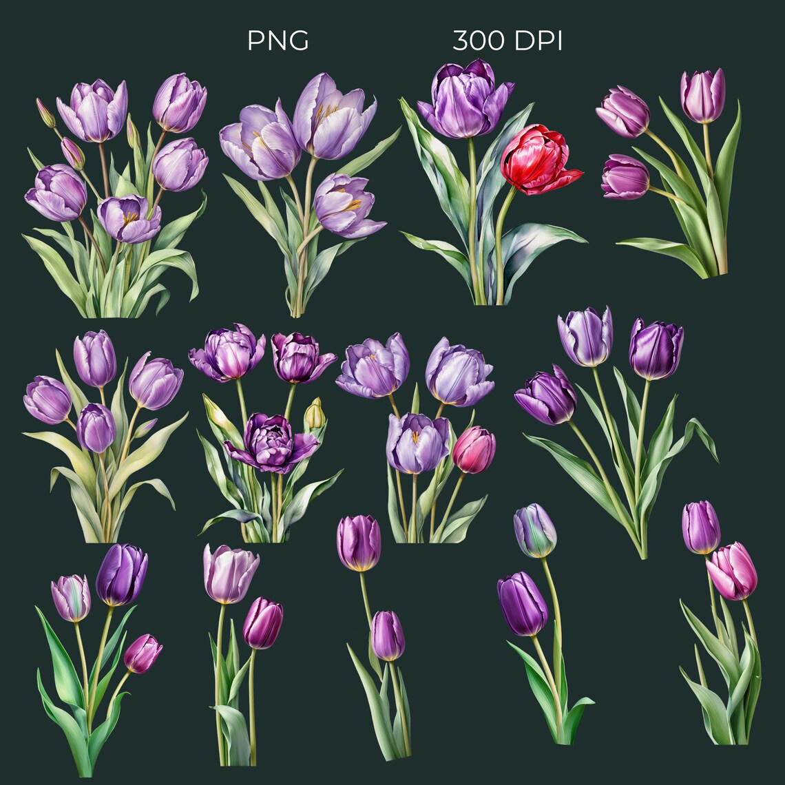 Colorful Spring Tulip Clip Art Bundle, Watercolor Flower Illustration ...