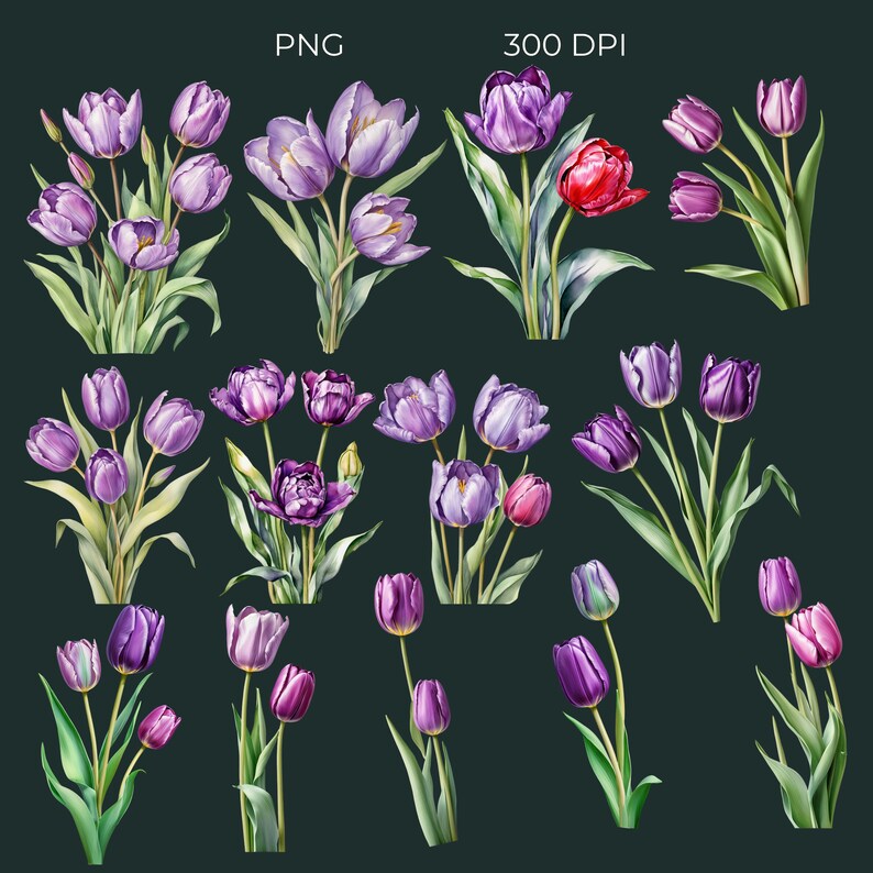 Colorful Spring Tulip Clip Art Bundle, Watercolor Flower Illustration ...