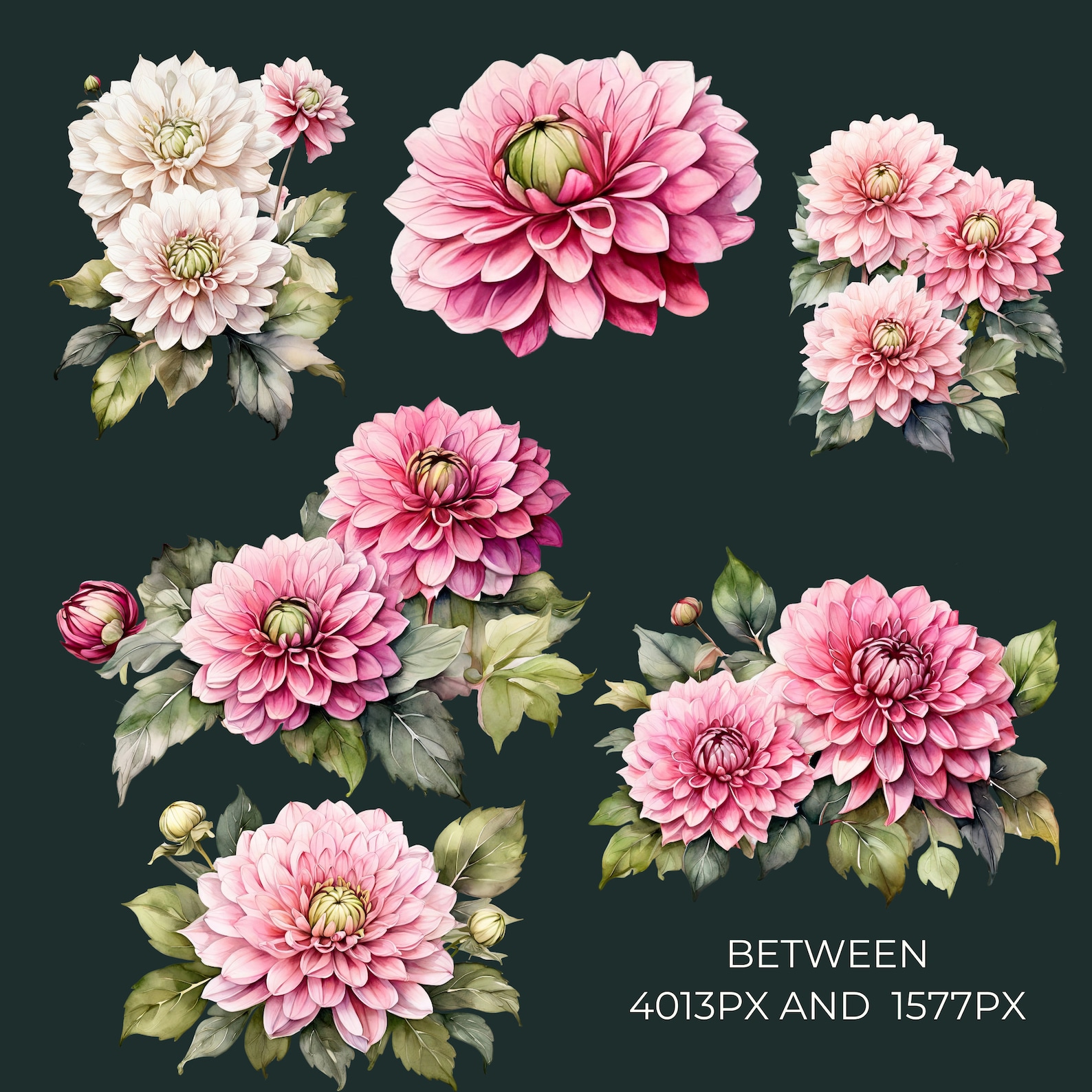 Pink Dahlia Flower Clip Art, Soft Pink Dahlias, Light Floral PNG ...