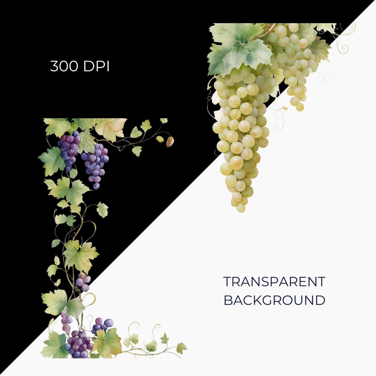 Watercolor Grapevine Clipart, Decorative PNG Graphics, Fruit Clip Art ...