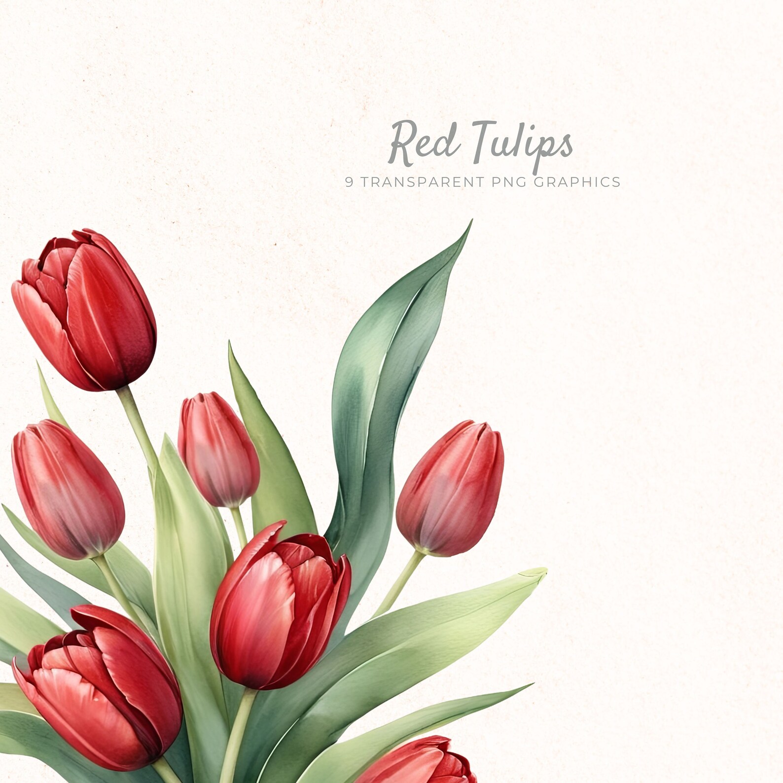 Spring Tulips Clipart, Watercolor Floral Design, Red Flower Clip Art ...