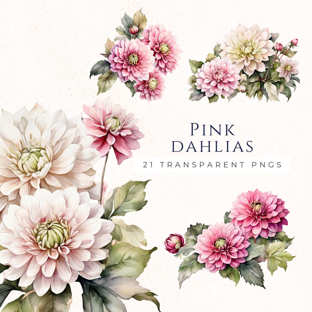 Pink Dahlia Flower Clip Art, Soft Pink Dahlias, Light Floral PNG ...