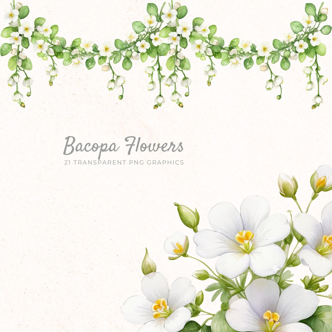 White Bacopa Flower Clipart, Digital Download PNG, Garden Clipart ...