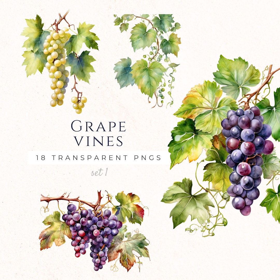 Wine Grapes Watercolor Clip Art, Fruit PNG, Grape Vine Clipart, Food ...