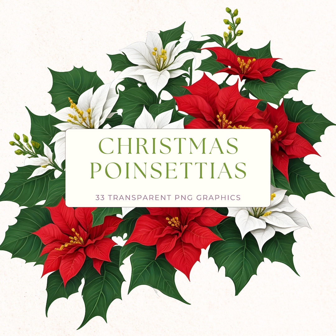 Poinsettia Clipart, Christmas Flower Decoration, Floral Winter Clip Art ...