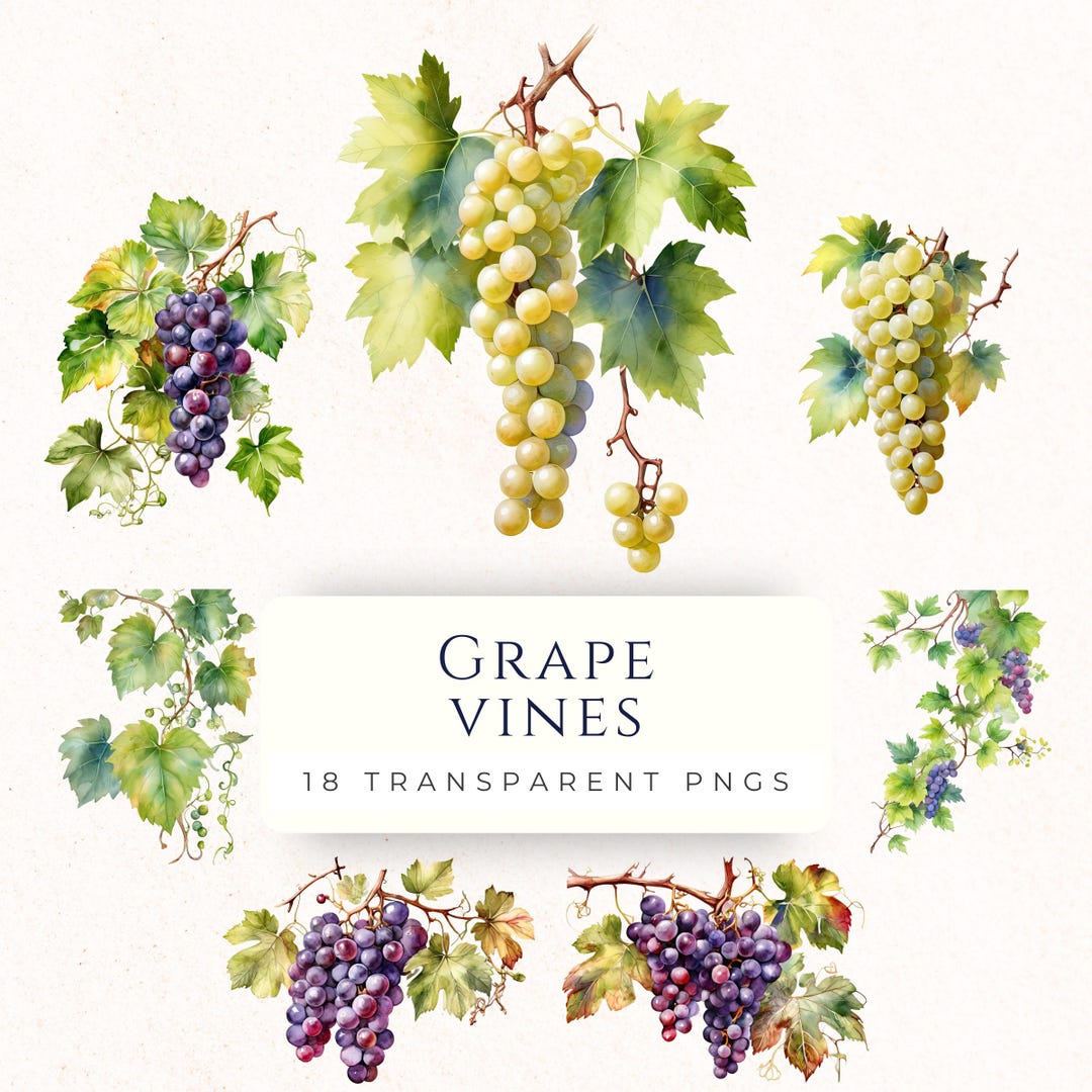 Wine Grapes Watercolor Clip Art, Fruit PNG, Grape Vine Clipart, Food ...