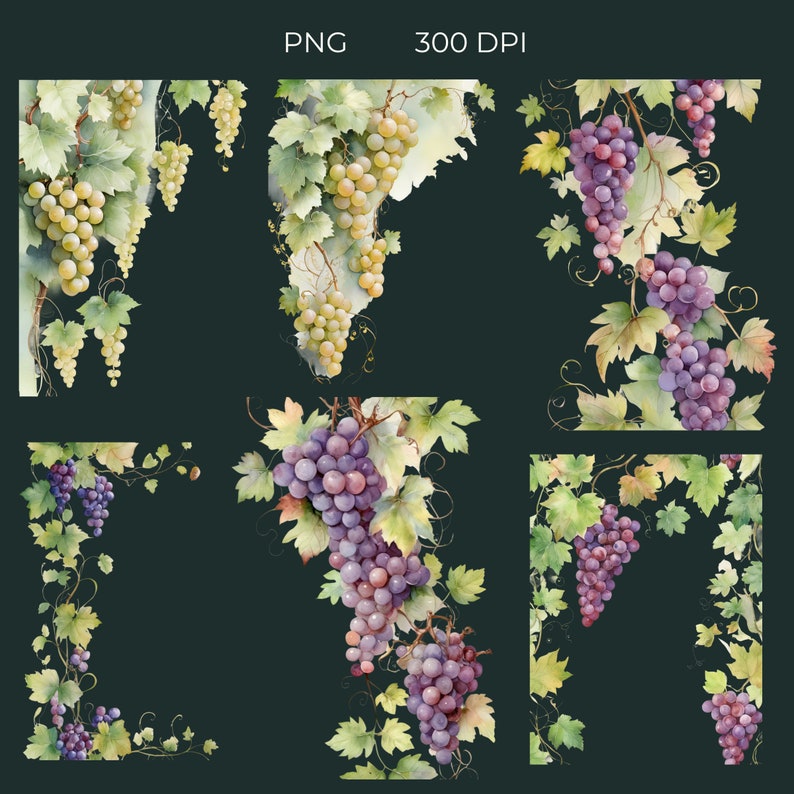 Watercolor Grapevine Clipart, Decorative PNG Graphics, Fruit Clip Art ...