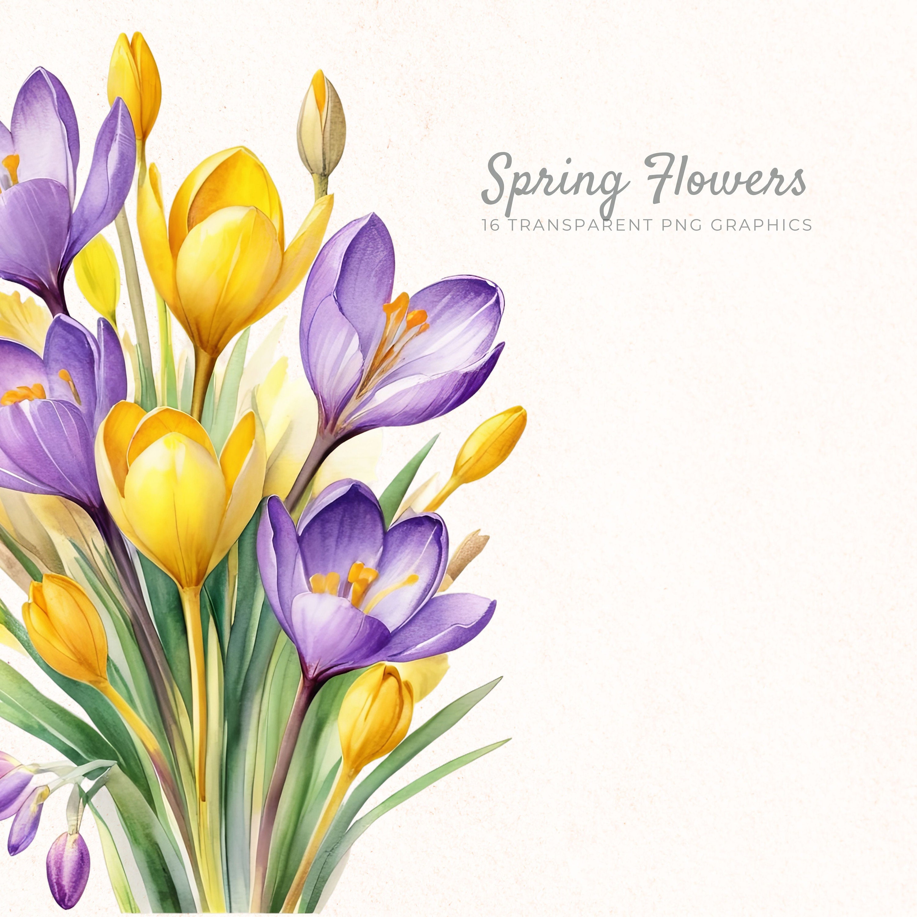 Spring Bouquet Clipart, Crocus and Daffodils Flowers, Yellow Crocuses ...
