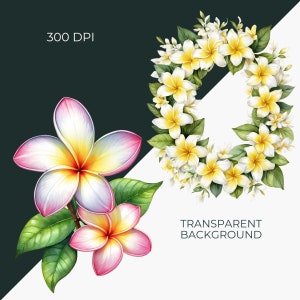 Tropical Plumeria Frangipani Clipart Pack, Hawaiian Flower Graphics ...