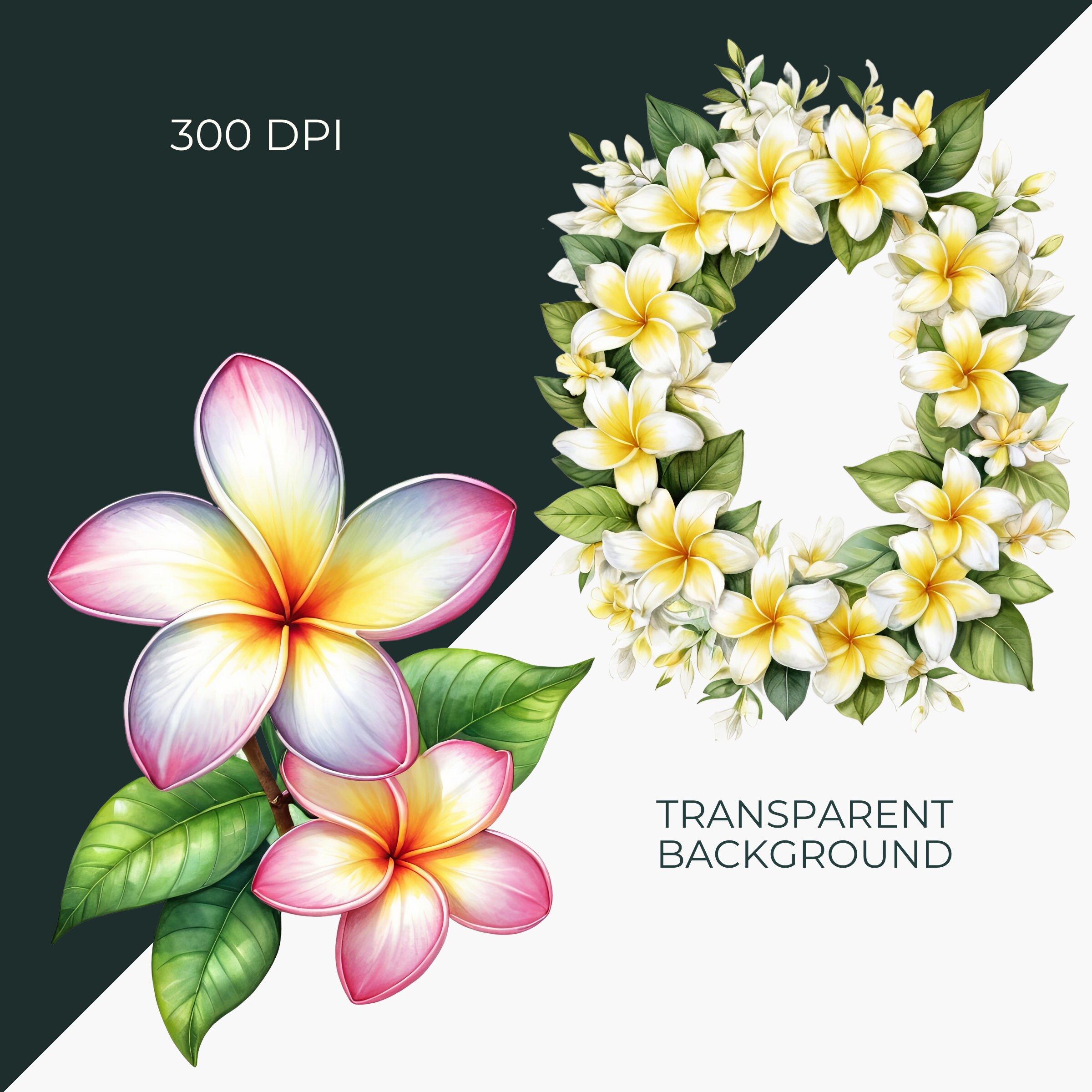 Tropical Plumeria Frangipani Clipart Pack, Hawaiian Flower Graphics ...
