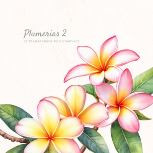 Plumeria Frangipani Flower Clipart, Tropical Flowers Graphic Set ...