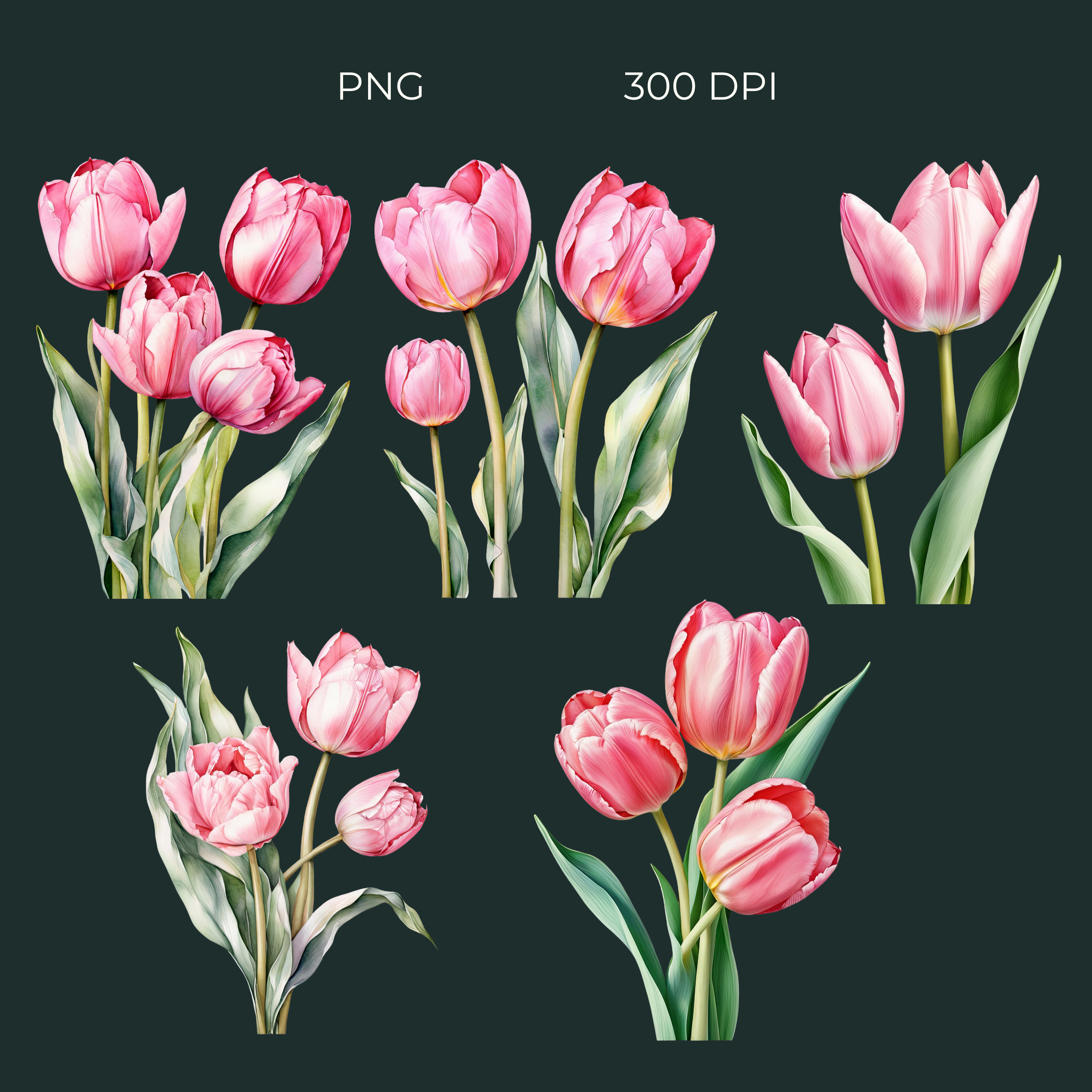 Pink Tulips Clipart, Watercolor Floral Design, Instant Download, Tulip ...