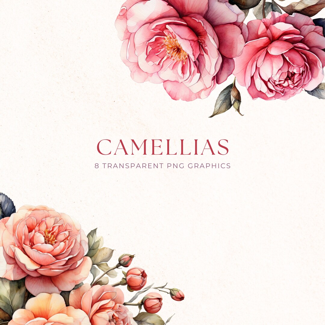 Camellia Flower Clip Art, Pink Floral Botanical Images, Scrapbooking ...