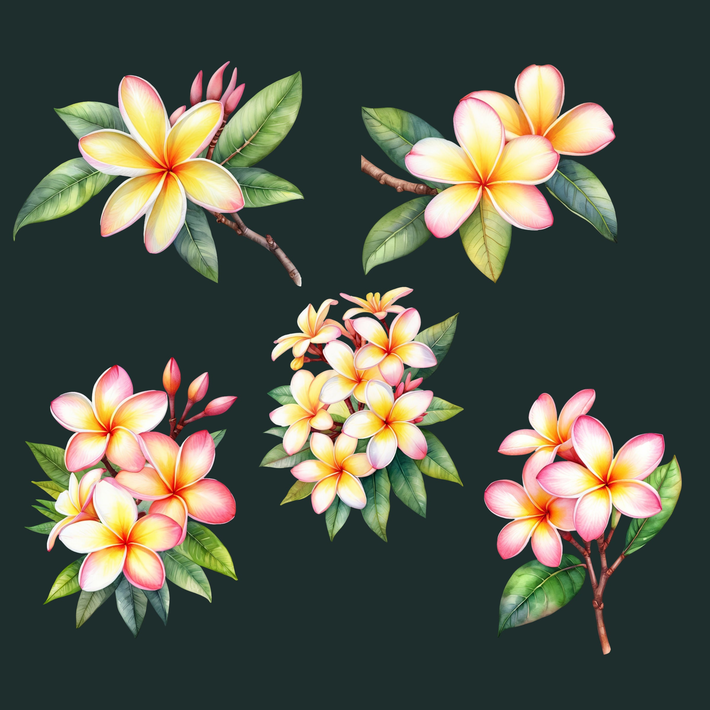 Plumeria Frangipani Flower Clipart, Tropical Flowers Graphic Set ...