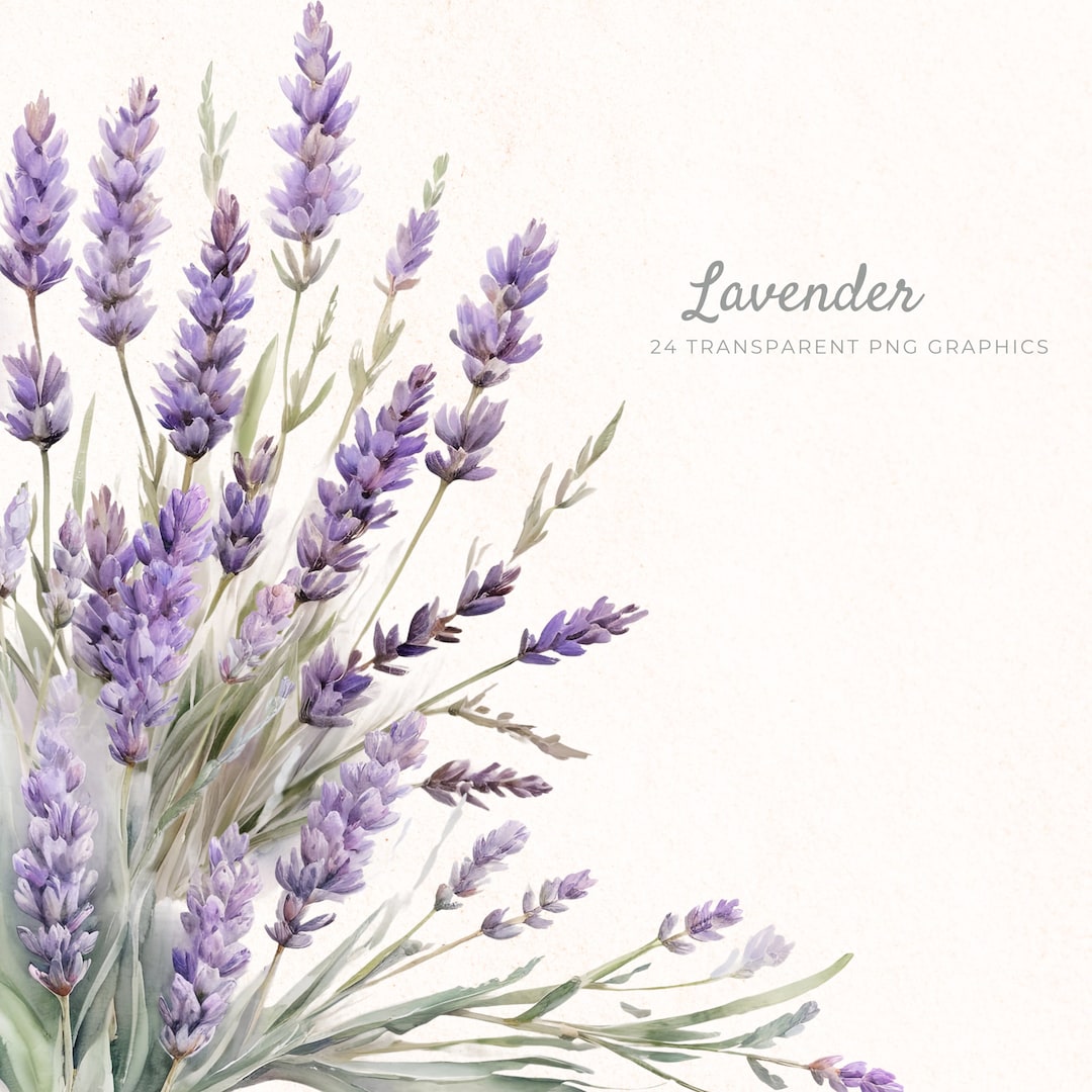 Watercolor Lavender Clipart Set, Purple Floral Graphics, Instant ...